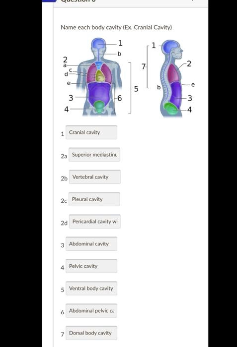 Name each body cavity (Ex. Cranial Cavity) 1 2 a b 7 2 c d e 5 b e 3 6 ...