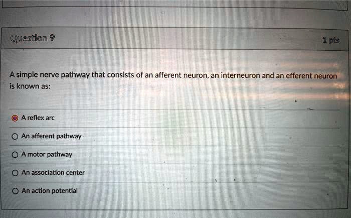 SOLVED: A simple nerve pathway that consists of an afferent neuron, an ...