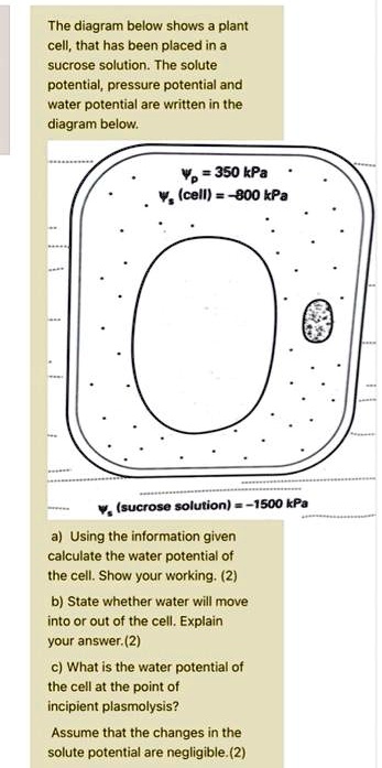 the diagram below shows plant cell thathas been placed in a sucrose ...