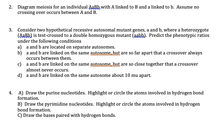 SOLVED: Diagram meiosis for an individual AaBh with A linked to B and a ...