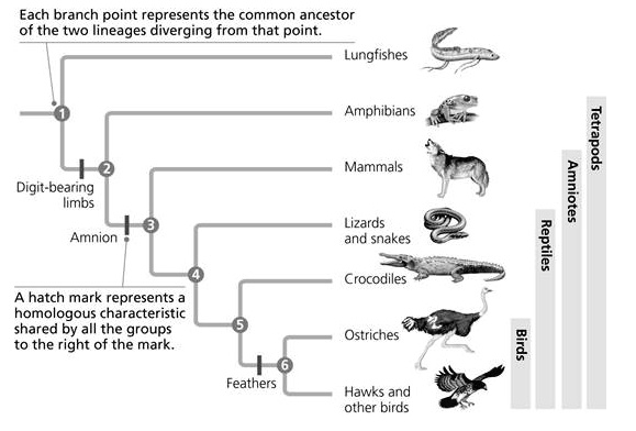SOLVED: Each branch point represents the common ancestor of the two ...
