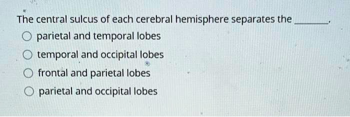 the central sulcus of each cerebral hemisphere separates the parietal ... the central sulcus of each cerebral hemisphere separates the parietal ...