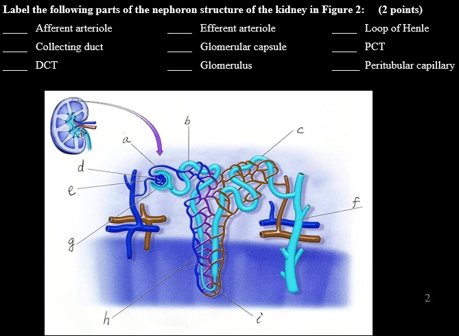 Label the following parts of the nephoron structure of the kidney in Figure 2: (2 points ...