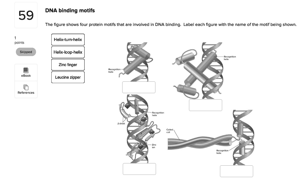 SOLVED: DNA binding motifs 59 The figure shows four proteln motifs that are involved in DNA ...