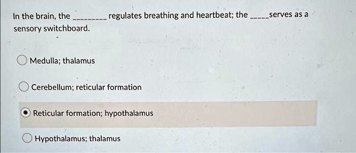 In the brain, the regulates breathing and heartbeat; the serves as a ...