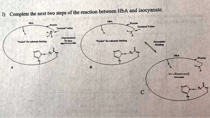 SOLVED: Complete the next two steps of the reaction between HbA and ...