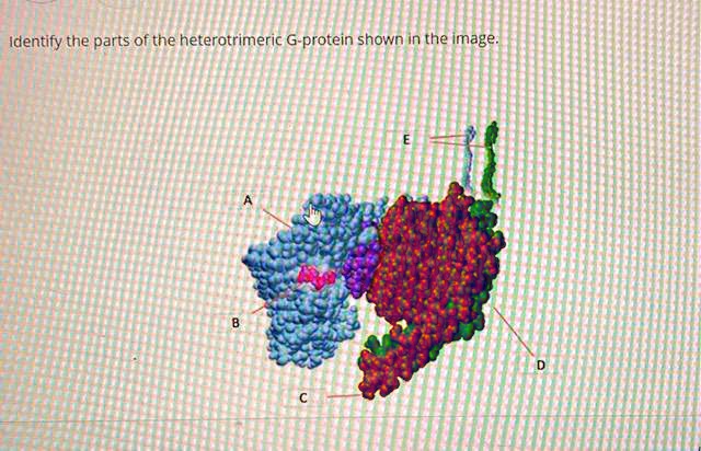 SOLVED: Identify the parts of the heterotrimeric G-protein shown in the ...