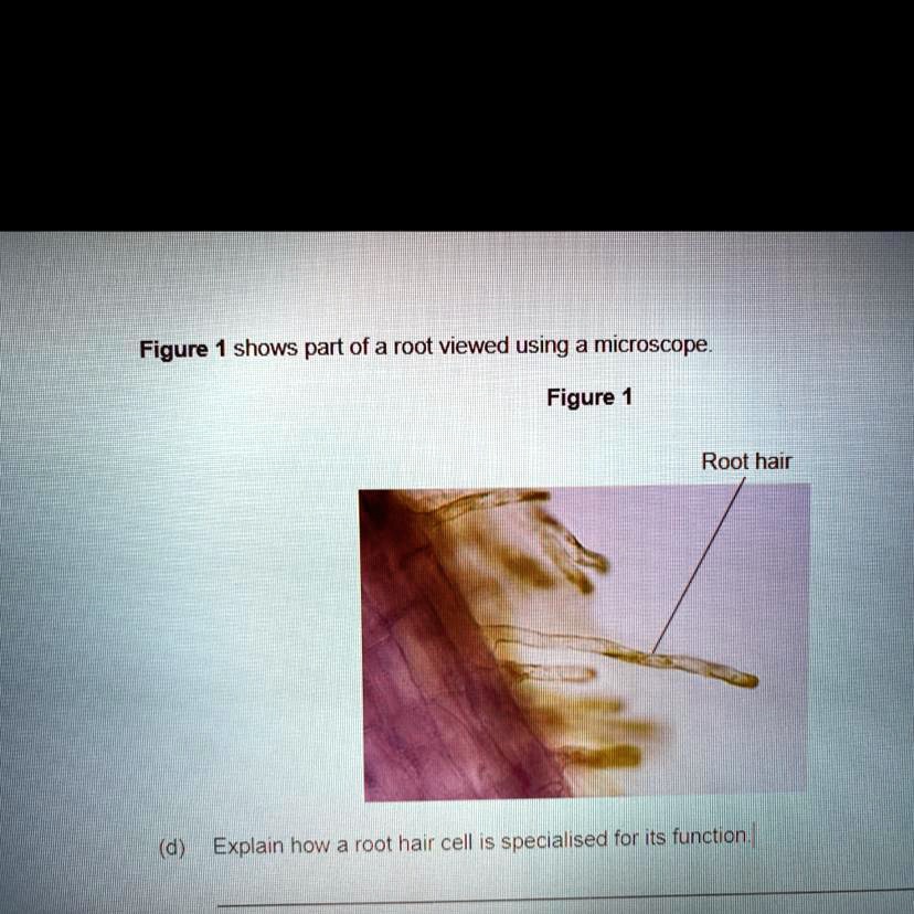 Figure 1 shows part of a root viewed using a microscope. Figure 1 Root ...