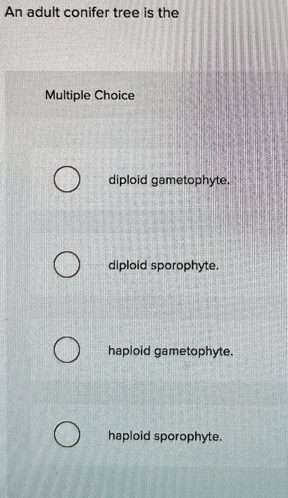 An adult conifer tree is the Multiple Choice diploid gametophyte ...