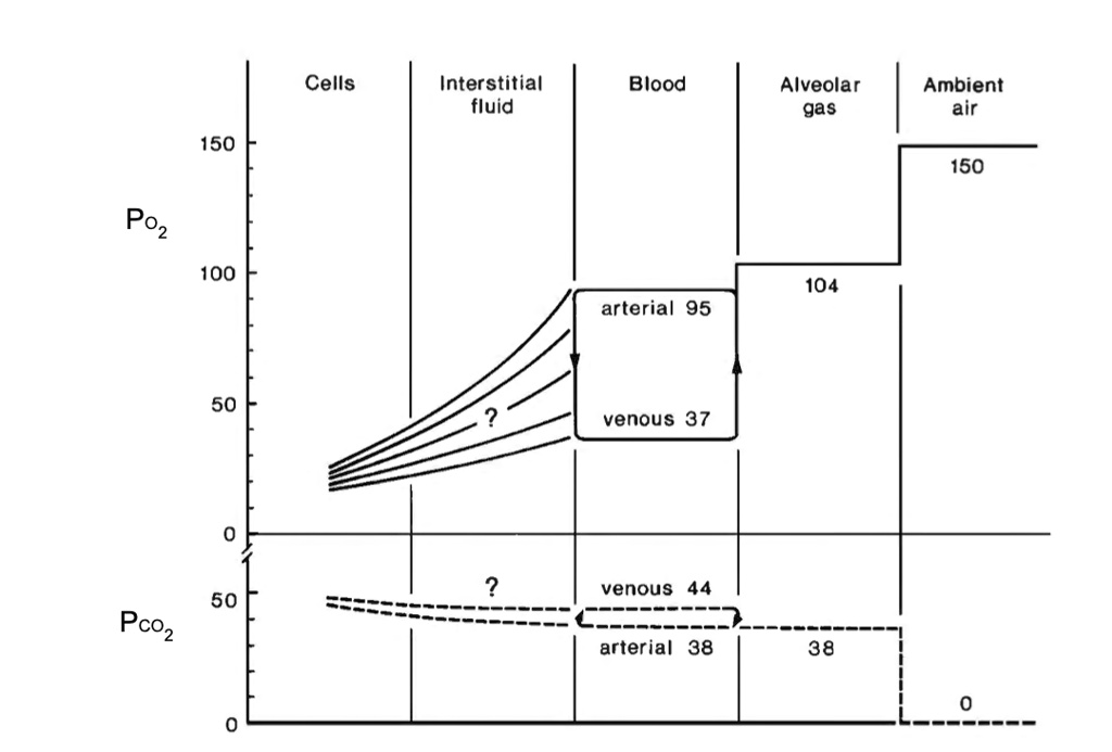 150 P02 100 Cells Interstitial fluid Blood Alveolar gas Ambient air 104 ...