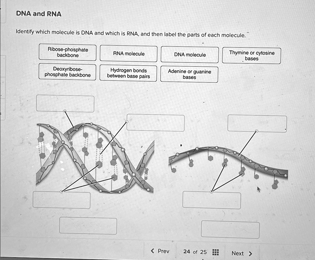 DNA and RNA Identify which molecule is DNA and which is RNA, and then ...