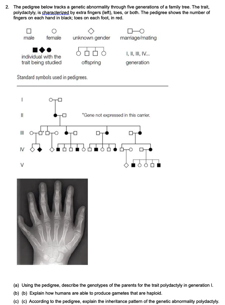 The pedigree below tracks genetic abnormality through five generations of a family tree. The ...