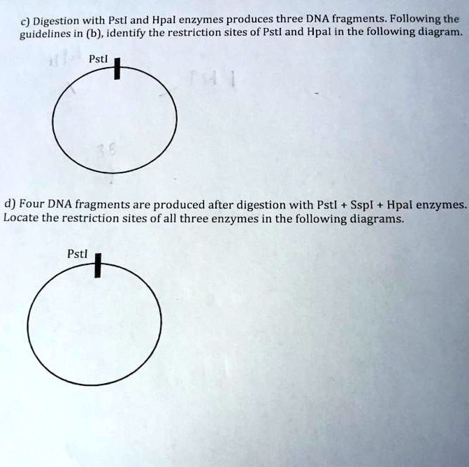 SOLVED:c) Digestion with Pstl and Hpal enzymes produces three DNA ...