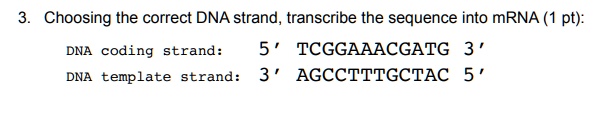 Choosing the correct DNA strand, transcribe the sequence into mRNA (1 ...