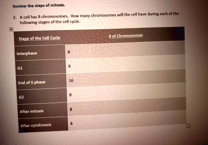 SOLVED:Review the steps of mitosis cell has 8 chromosomes_ How many ...