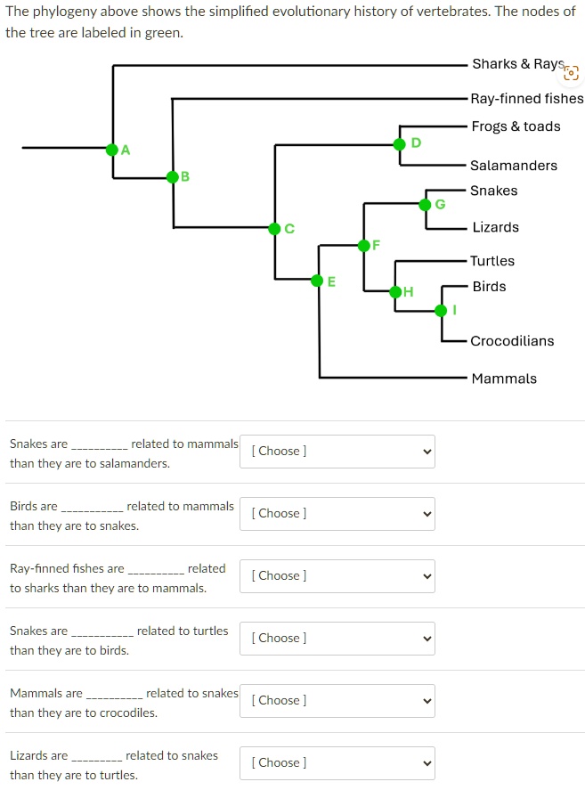 the phylogeny above shows the simplified evolutionary history of ...