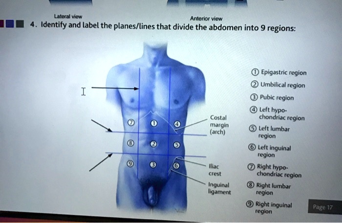 SOLVED: Lateral view Anterior view 4. Identify and label the planes ...