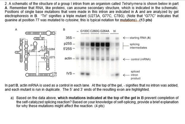 2. A schematic of the structure of a group I intron from an organism ...
