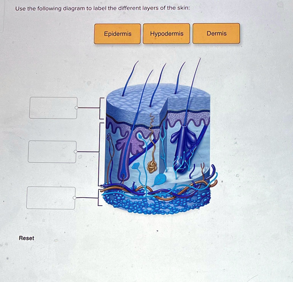 Use the following diagram to label the different layers of...