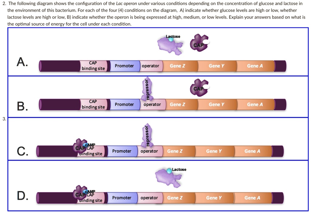 SOLVED: 2. The following diagram shows the configuration of the Lac ...