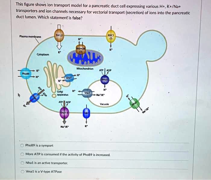 SOLVED:This figure shows ion transport model for 3 pancreatic duct cell ...