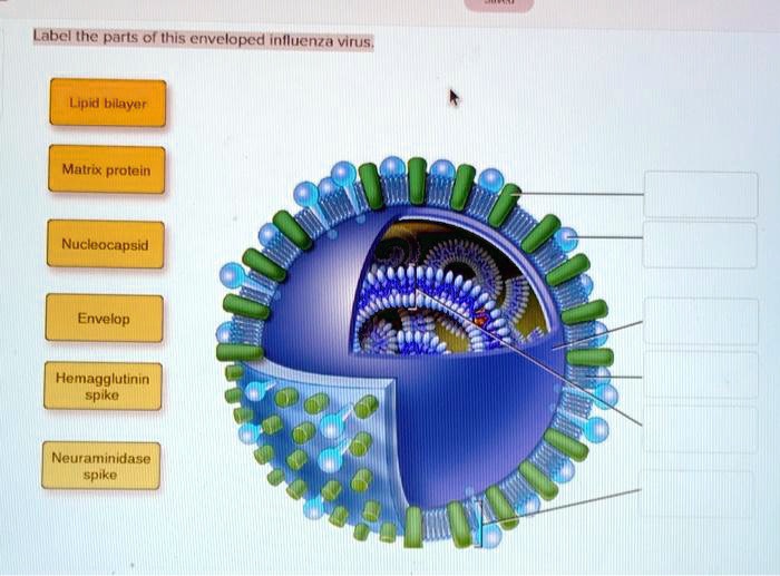 Label the parts of this enveloped influenza virus. Lipid...