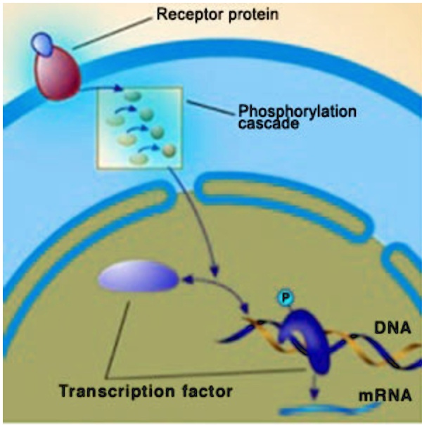 below is a model of a signal transduction pathway that results in the ...
