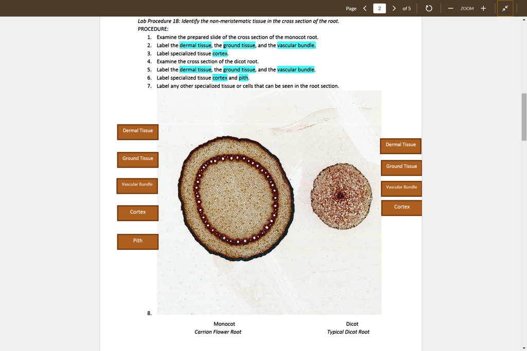 Lab Procedure 1B: Identify the non-meristematic tissue in the cross ...