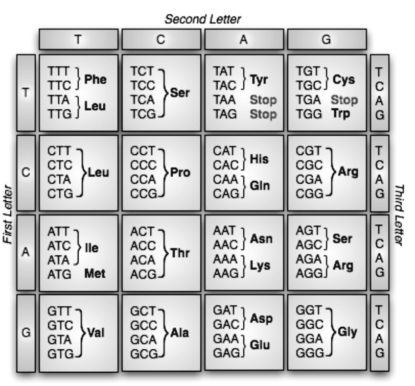 SOLVED: A TTT Phe TTC Phe TTG TCT TCC Ser TCA TCG TAT Tyr TGT Tyr TGC ...