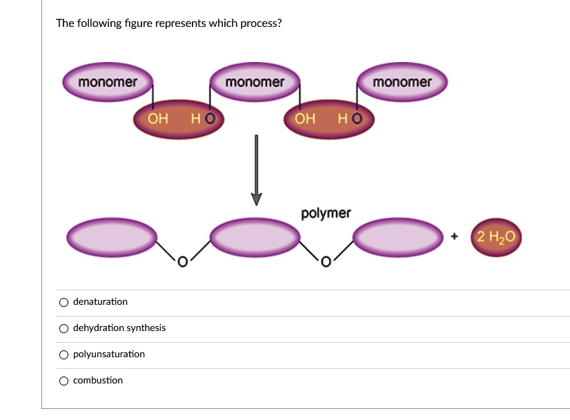 SOLVED: The following figure represents which process? monomer monomer ...