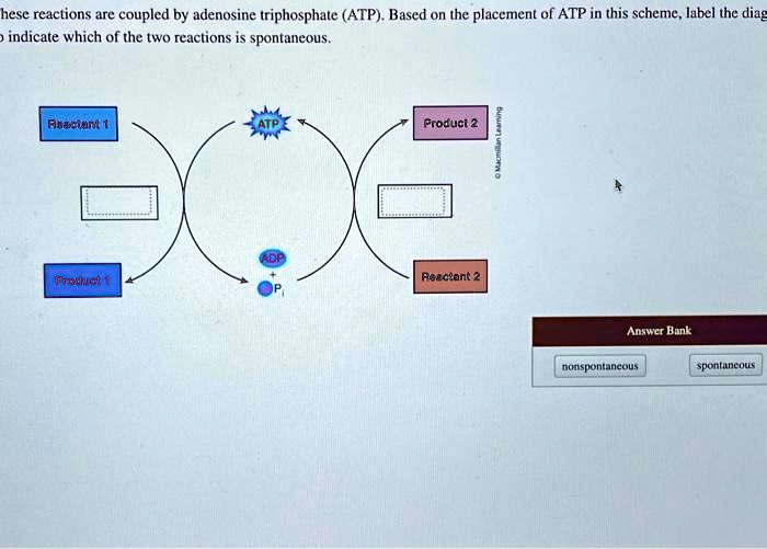 SOLVED: Texts: solve? These reactions are coupled by adenosine ...