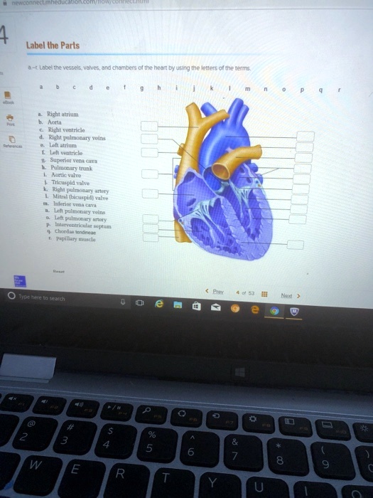 label the parts at label the ves heart by he letters of theterm right ...
