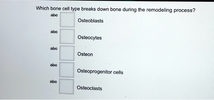 SOLVED: Which bone cell type breaks down bone during the remodeling ...