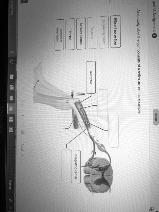 Saved and 14 Assignment i Accurately label the components of a reflex ...