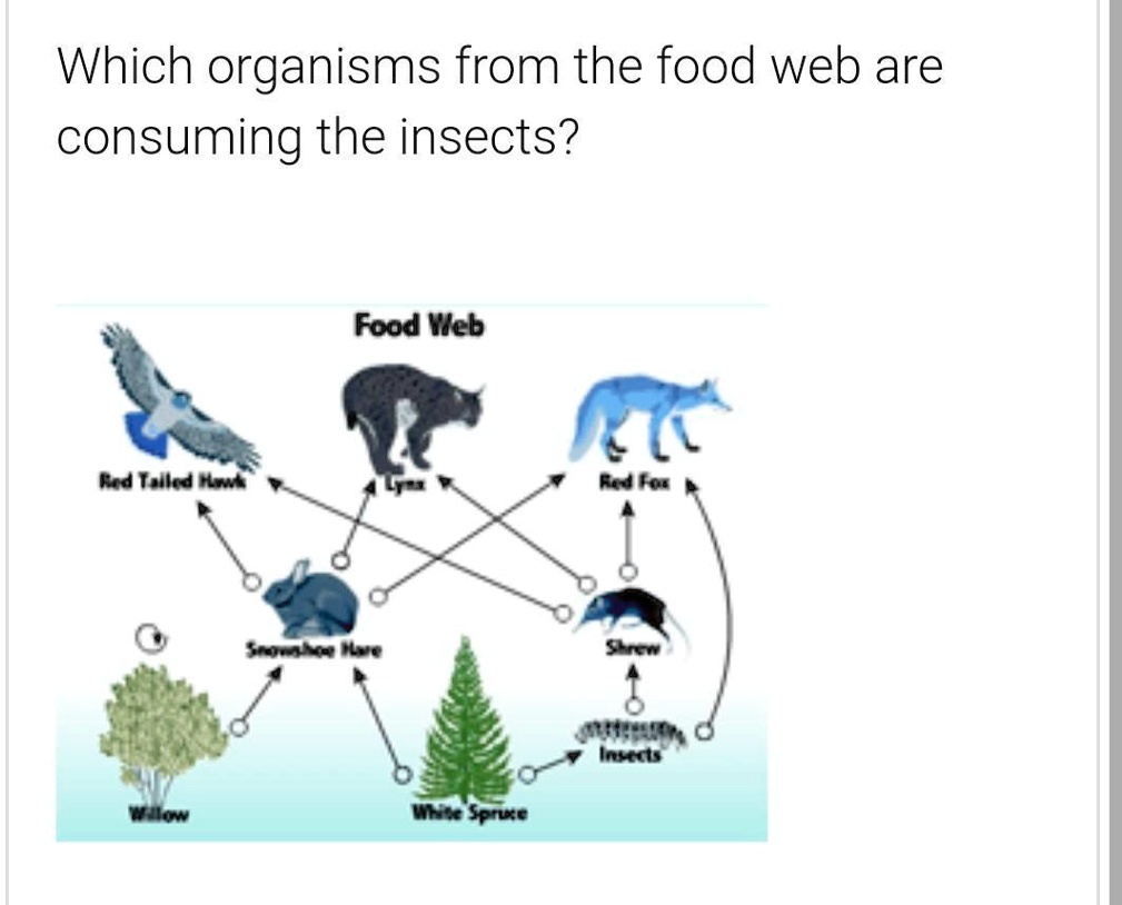 SOLVED: Can anyone help, please? Which organisms from the food web are ...