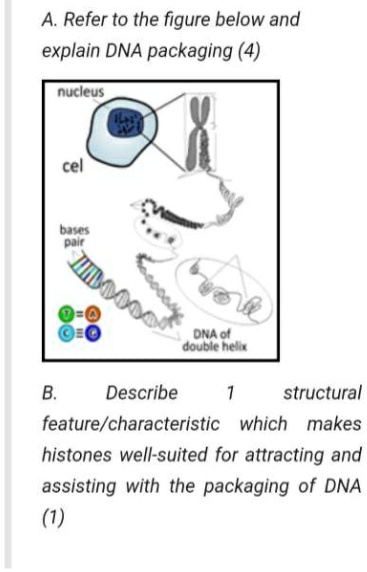 Refer to the figure below and explain DNA packaging (4) nucleus cell ...