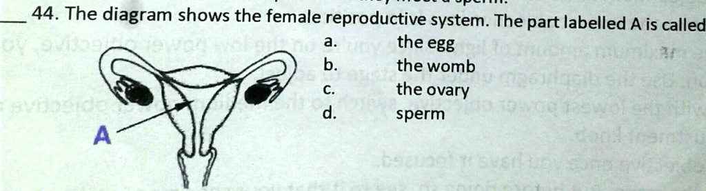 44. The diagram shows the female reproductive system. The part labelled ...