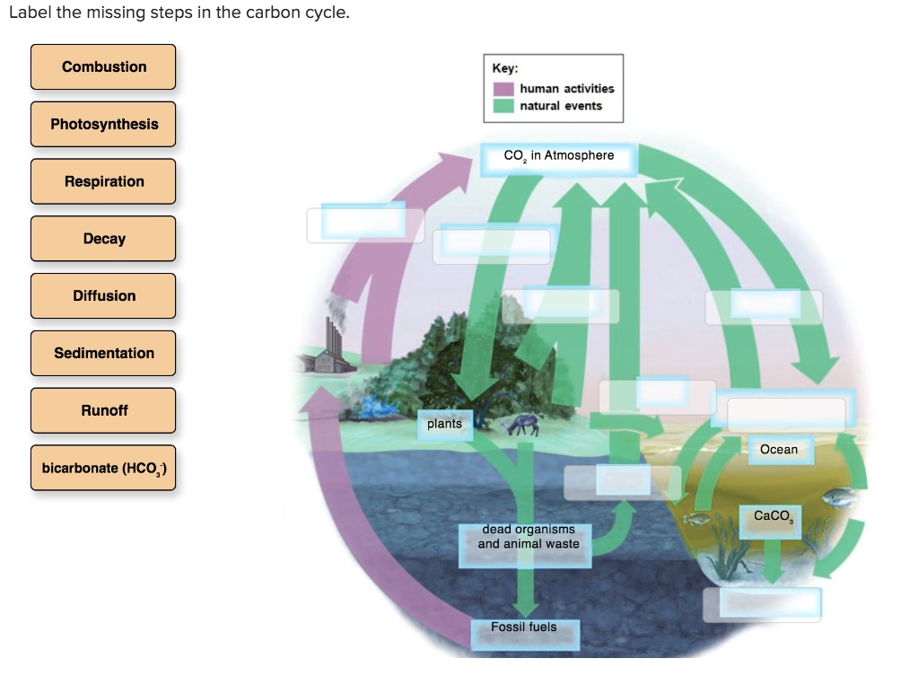 label the missing steps in the carbon cycle combustion key human ...