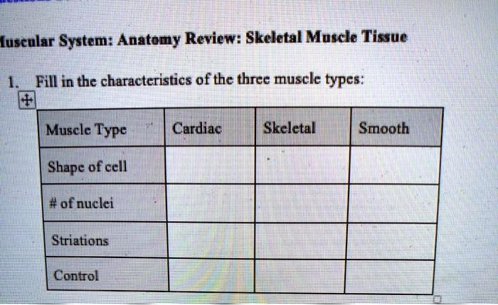 Muscular System: Anatomy Review: Skeletal Muscle Tissue 1. Fill in the ...
