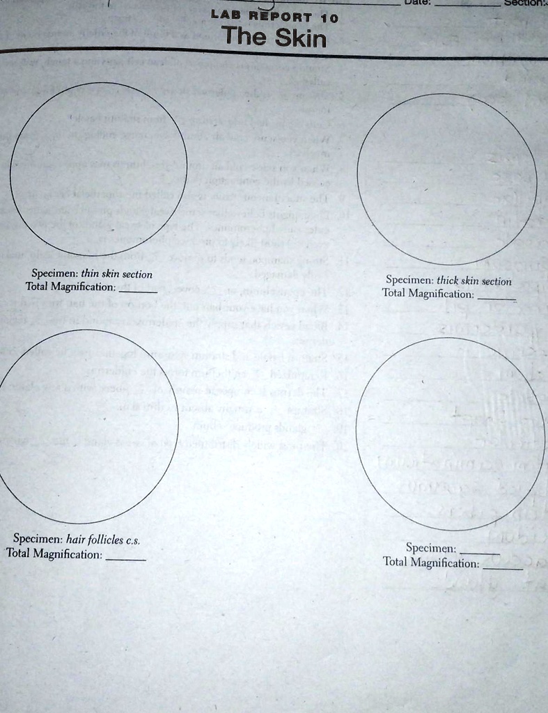 LAB REPORT 10 The Skin Specimen: thin skin section Total Magnification ...