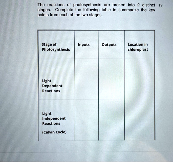 SOLVED: The reactions of photosynthesis are broken Into 2 distinct stages Complete the following ...