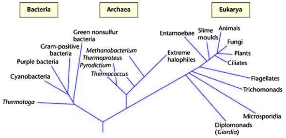 Bacteria Archaea Eukarya Green nonsulfur Slime Animals Entamoebae ...
