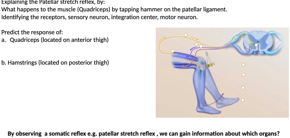 Explaining the Patellar stretch reflex, by: What happens to the muscle ...