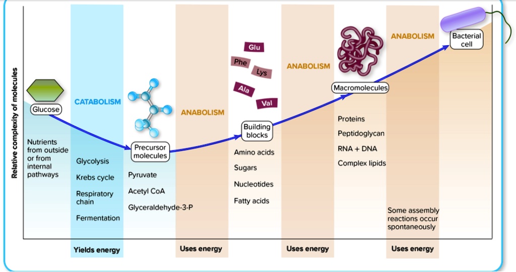 SOLVED: Text: ANABOLISM Bacterial cell Glu ANABOLISM Phe| Lys 1 Ala ...