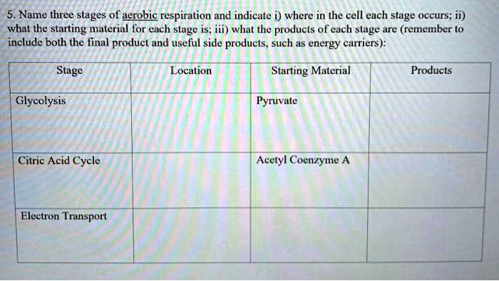 SOLVED: 5. Name three stages Of aerobic respiration and indicate where in the cell each stage ...