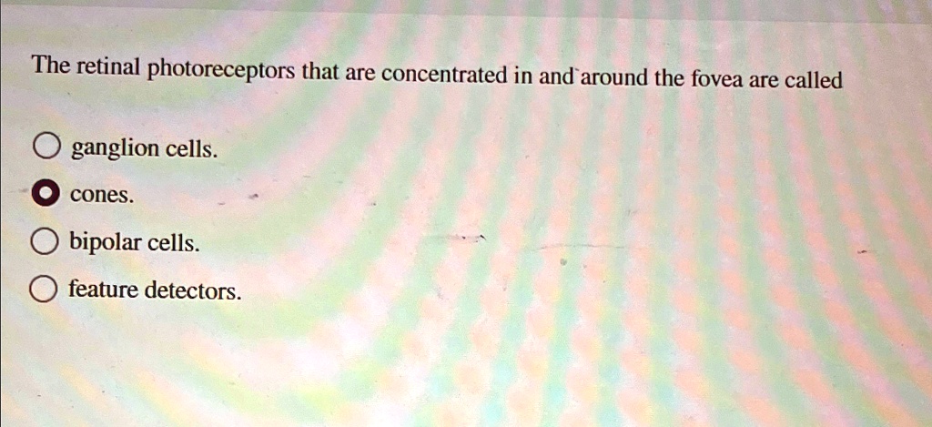 the retinal photoreceptors that are concentrated in and around the ...