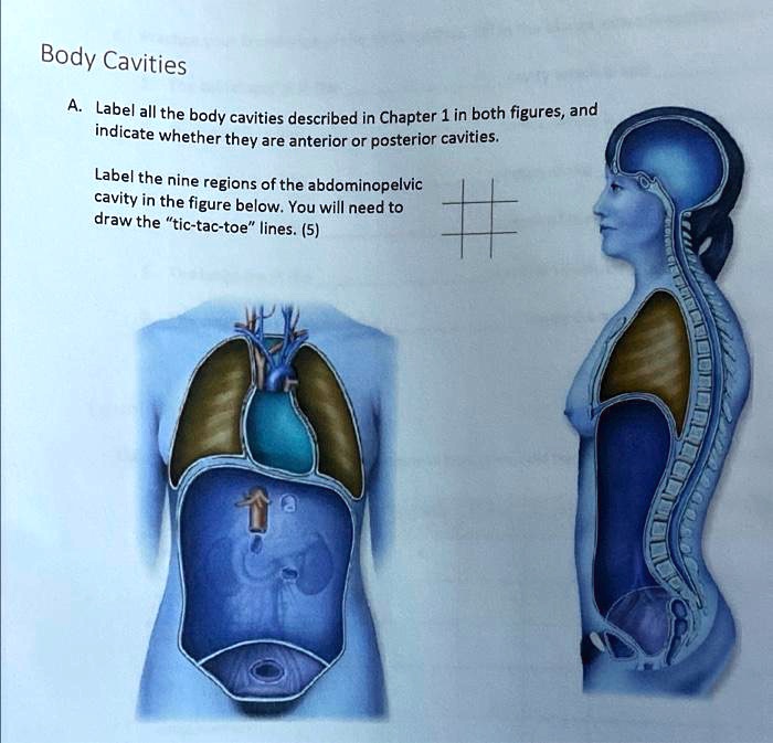 Abdominopelvic Cavity Bony Landmarks Organs Regions