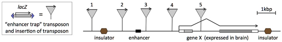 SOLVED:lacz 1kbp "enhancer trap" transposon and insertion of transposon insulator enhancer gene ...