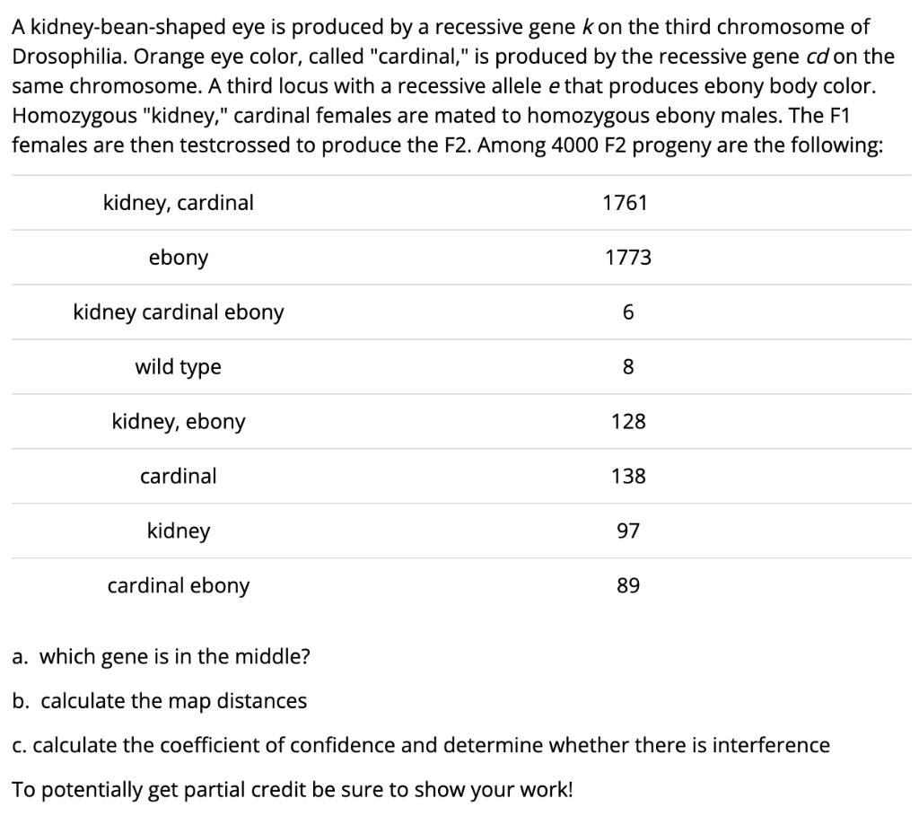 SOLVED: The kidney-bean-shaped eye is produced by a recessive gene k on ...