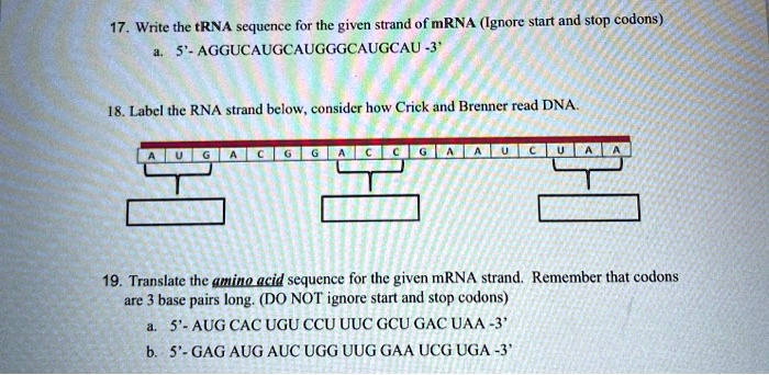 SOLVED: Write the tRNA sequence for the given strand of mRNA (Ignore start and stop codons) 5 ...